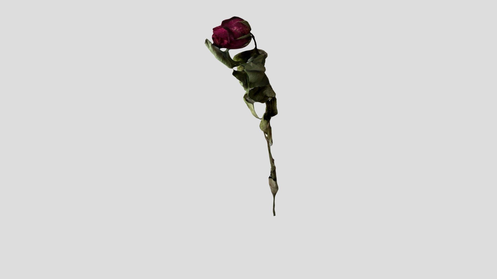 Withered Dead Rose Flower Detailed 3D Model - Download Free 3D model by ...