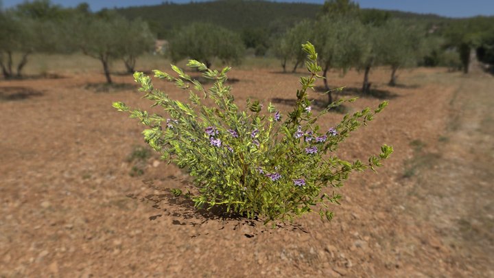 Thyme 3D models - Sketchfab