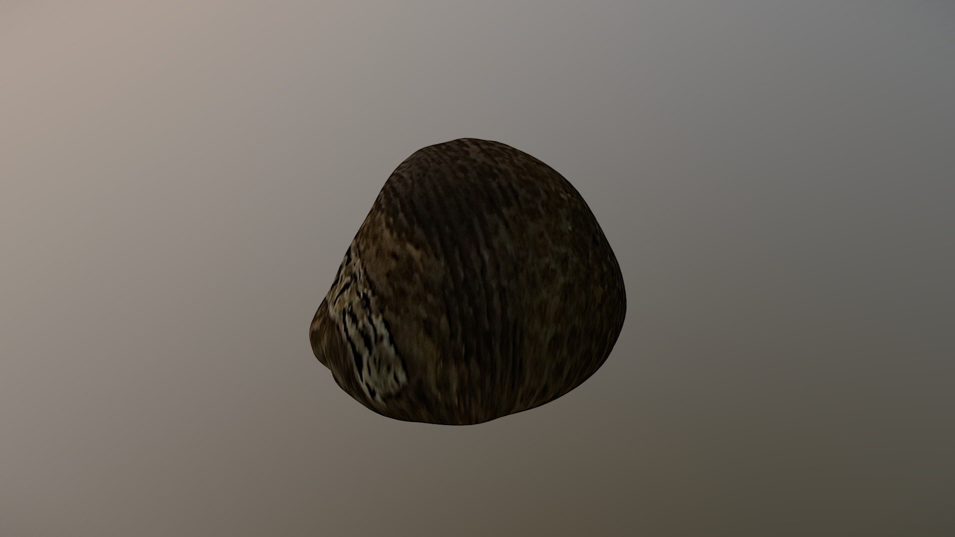 Question 3D Hebertella - 3D model by Systematic Paleontology Missouri S ...
