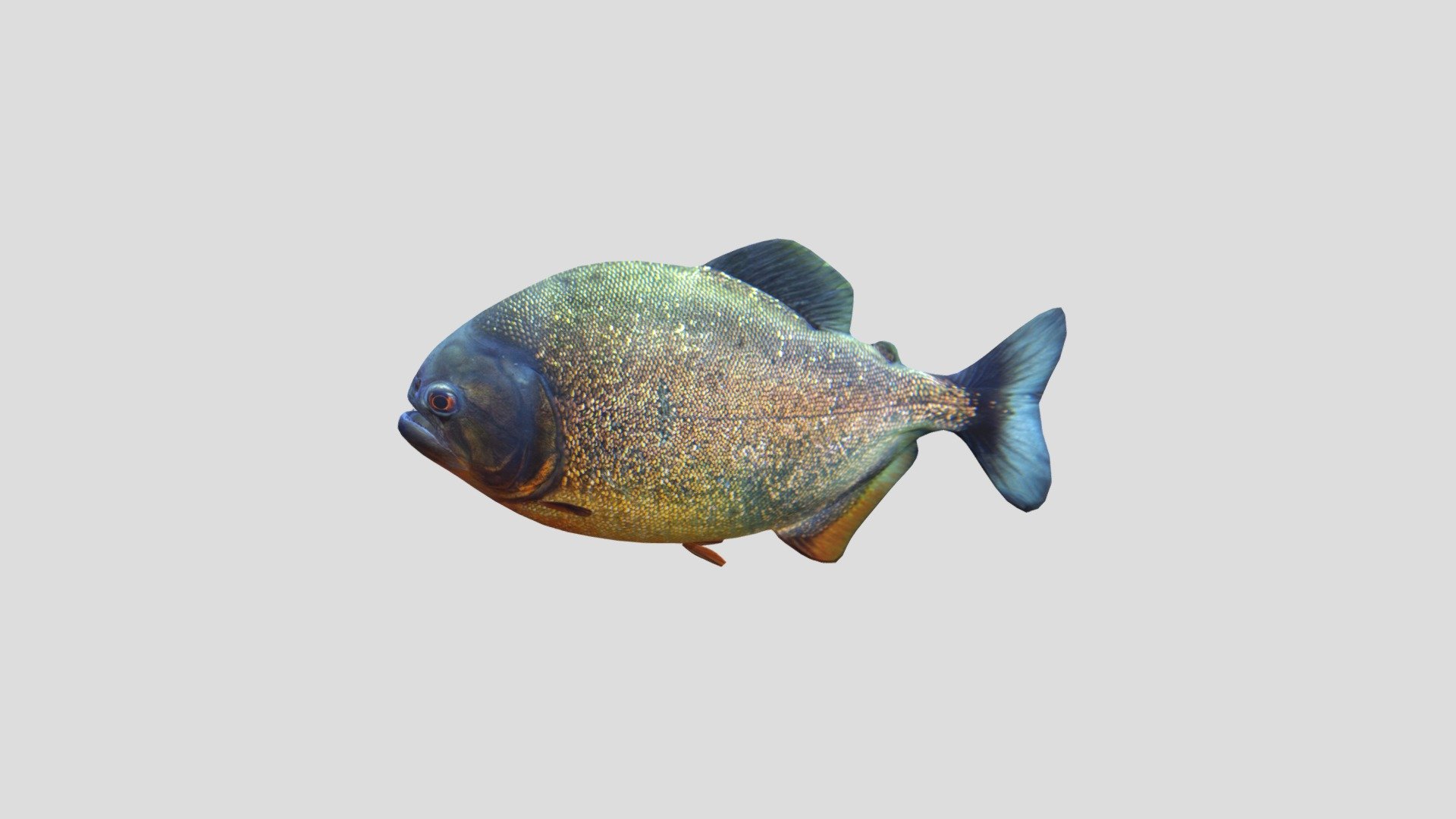 piranha - 3D model by Giang Model 3D (@giangdragon6996) [f2c110e ...