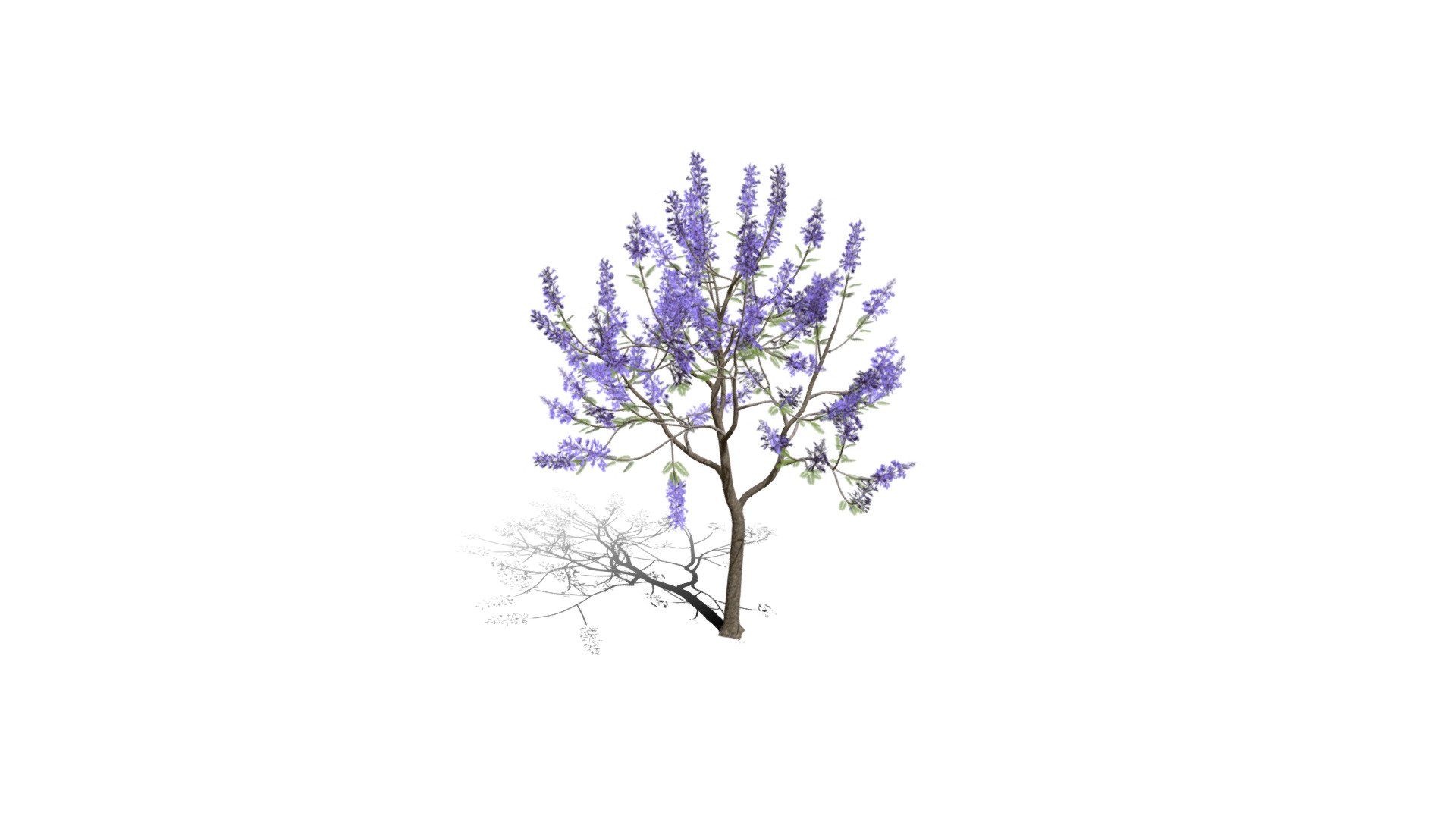 Realistic HD Blue jacaranda (6/40) - Download Free 3D model by ...