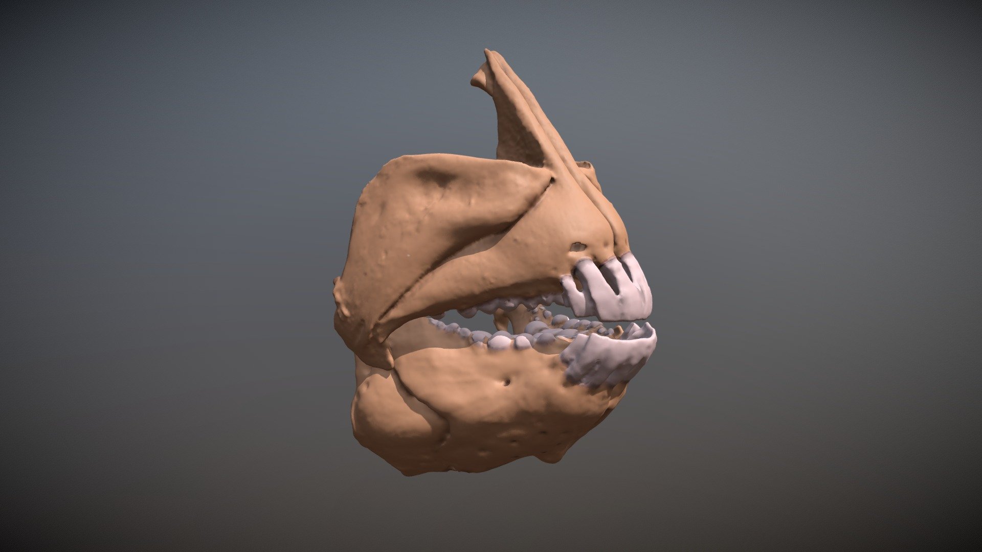 Porgy, by Olivia Hawkins - 3D model by Digital Dinosaurs ...