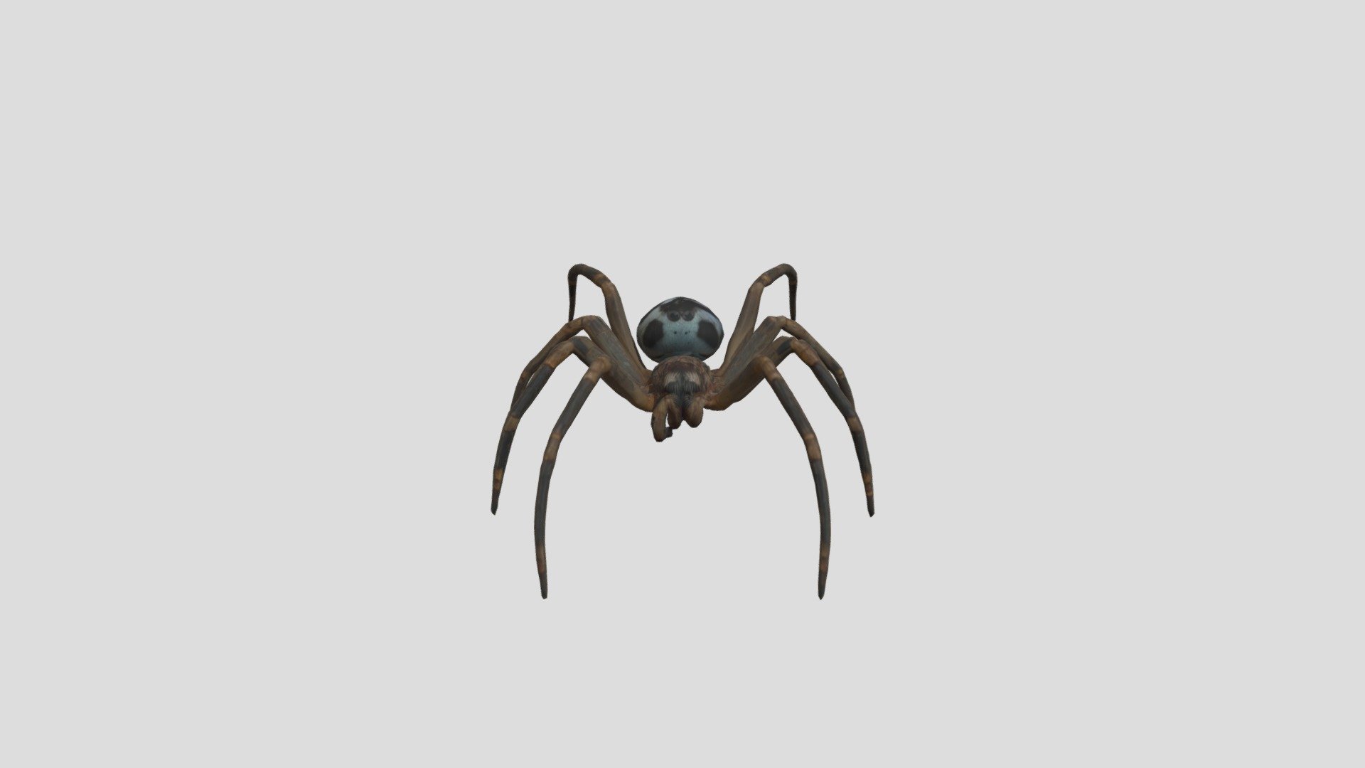 spider - 3D model by bimalos [f2d5fa4] - Sketchfab