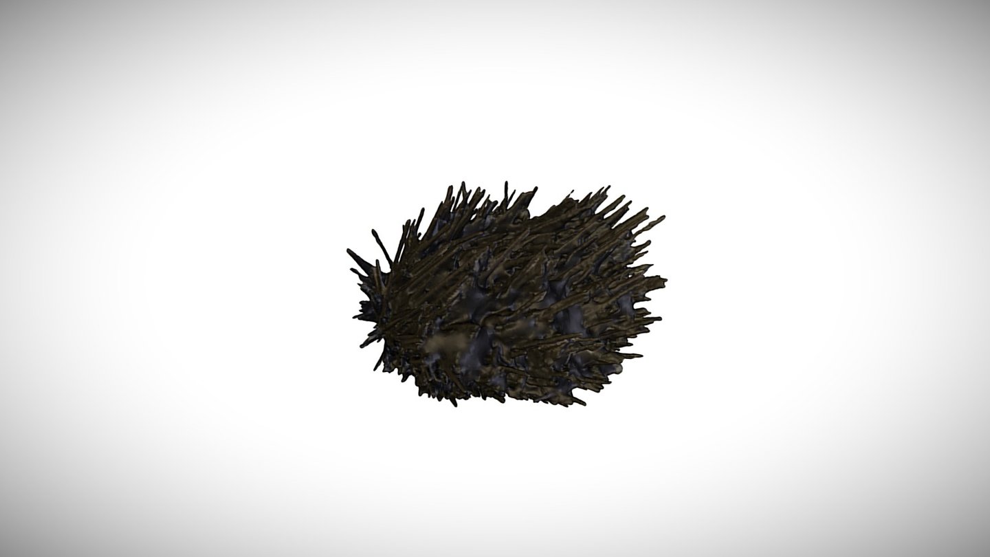 Centrostephanus tenuispinus / CASIZ 116102 - 3D model by California ...