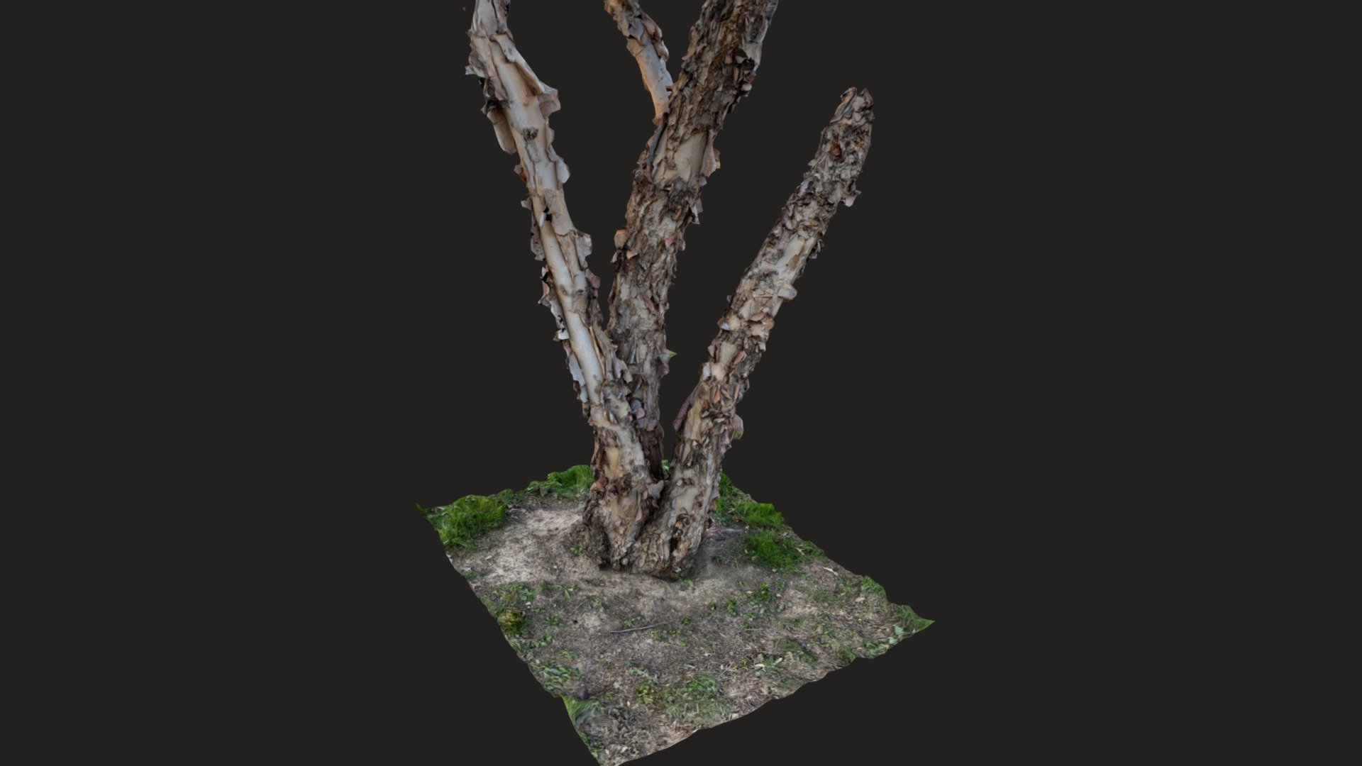 Day 223: Peely Bark - Download Free 3D model by uttamg911 [f2d9aa6 ...
