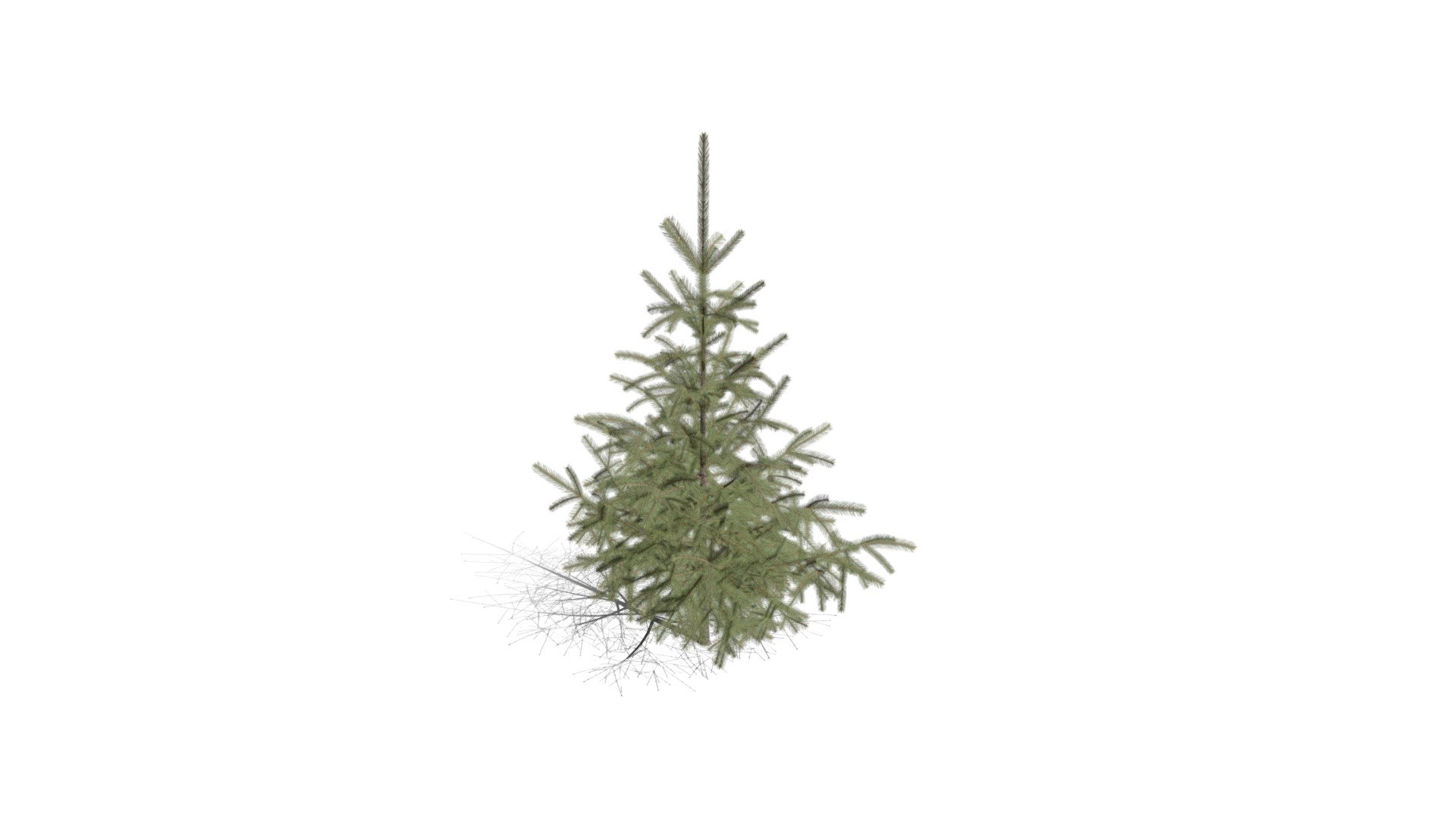 Realistic HD Engelmann spruce (6/43) - Download Free 3D model by ...