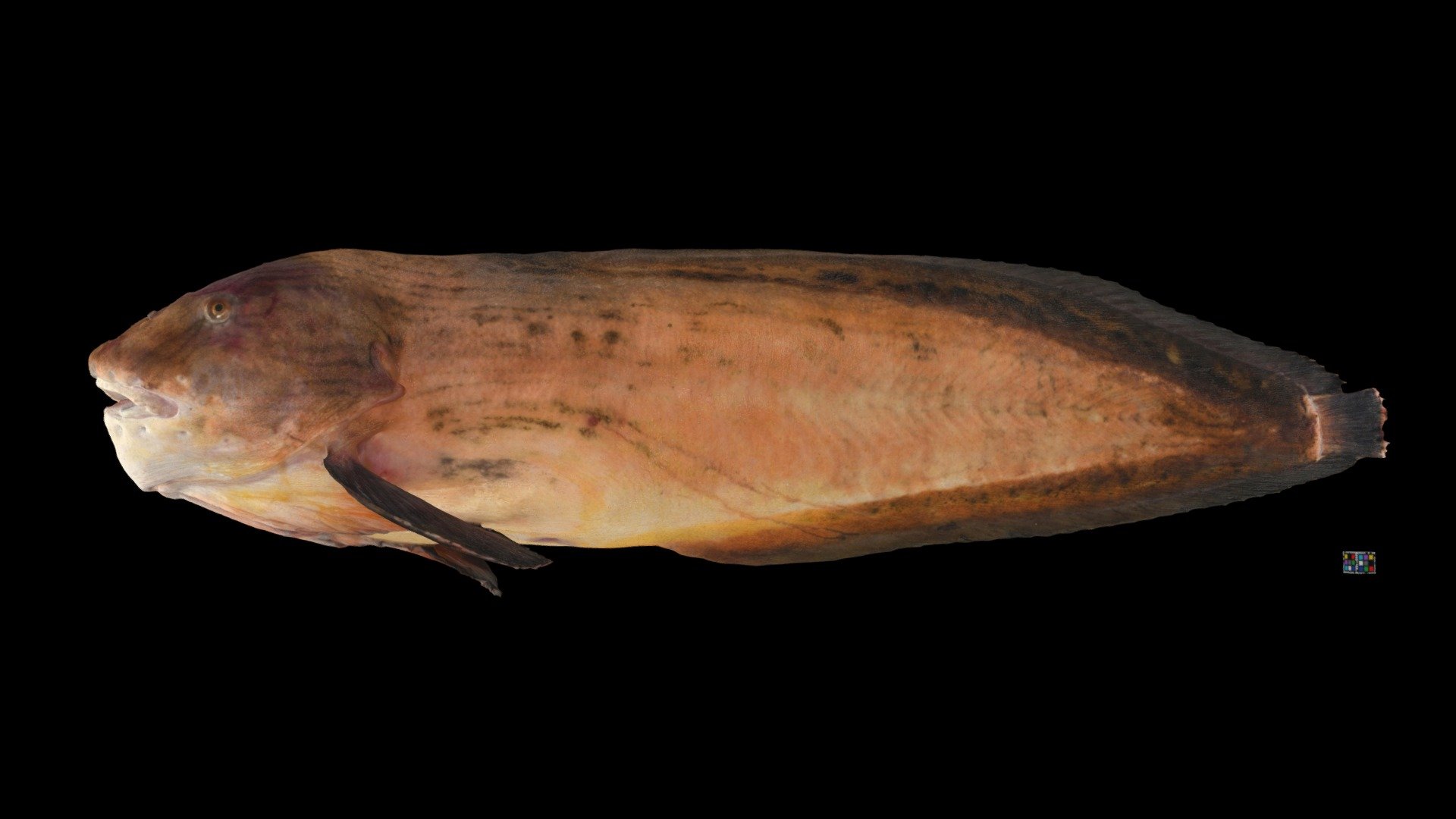 クサウオ 🐟 Tanaka's Snailfish, Liparis tanakai - Download Free 3D model by ...