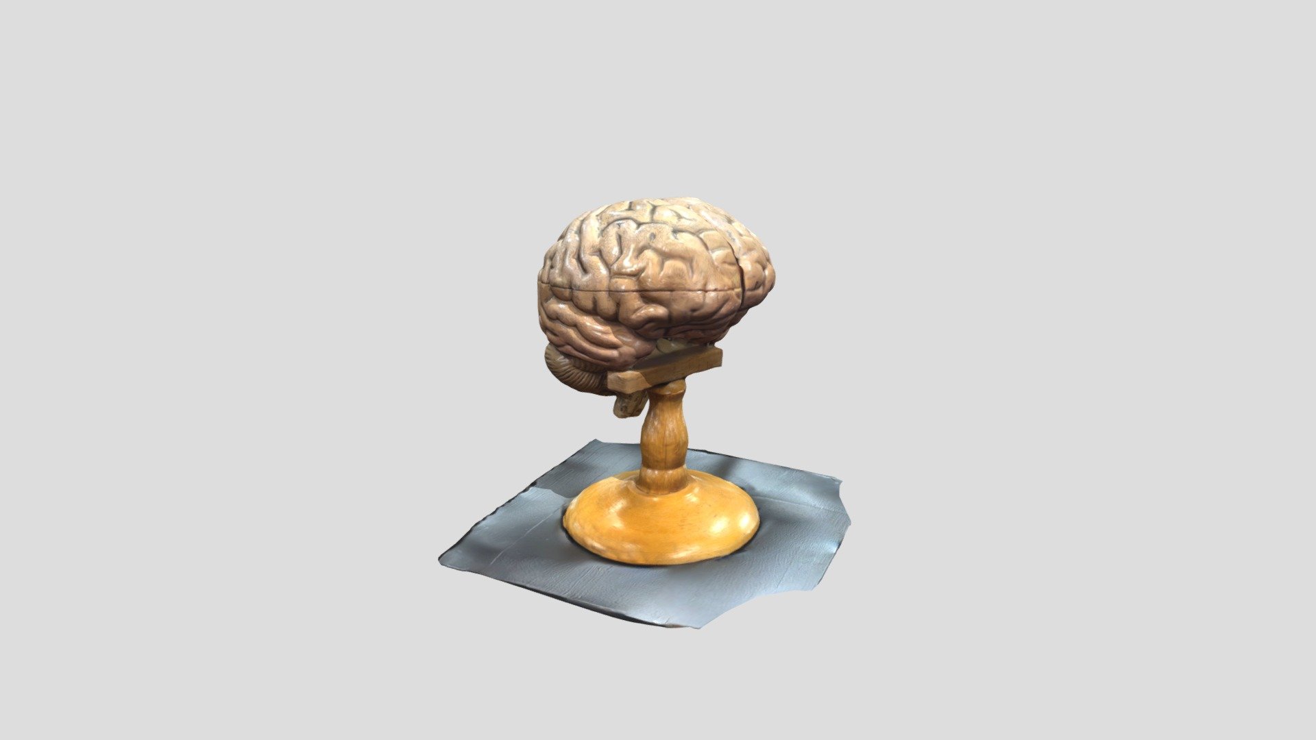 Brain Model - 3D model by kmiller2 [f2dbdda] - Sketchfab