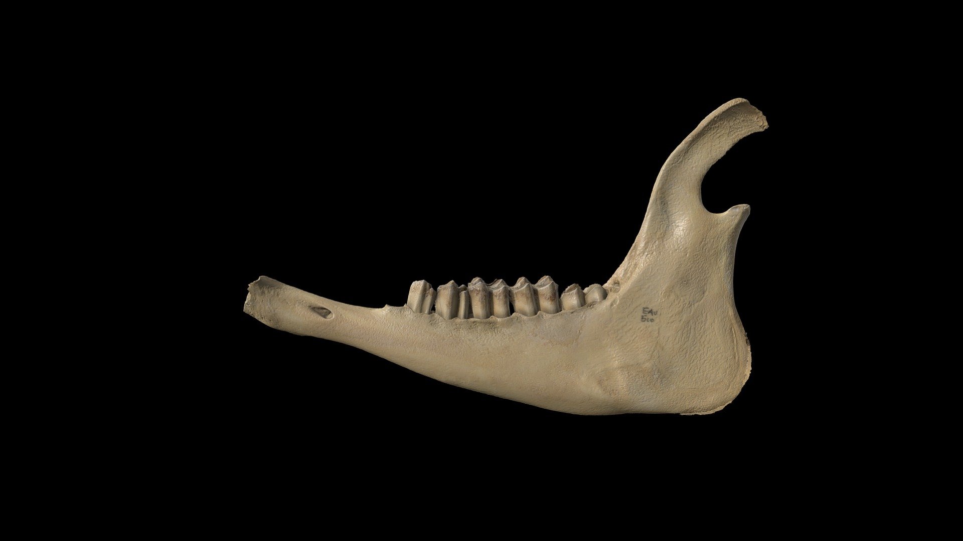 Transhumance- Goat Mandible - 3D model by Heritage360 [f2dc69e] - Sketchfab