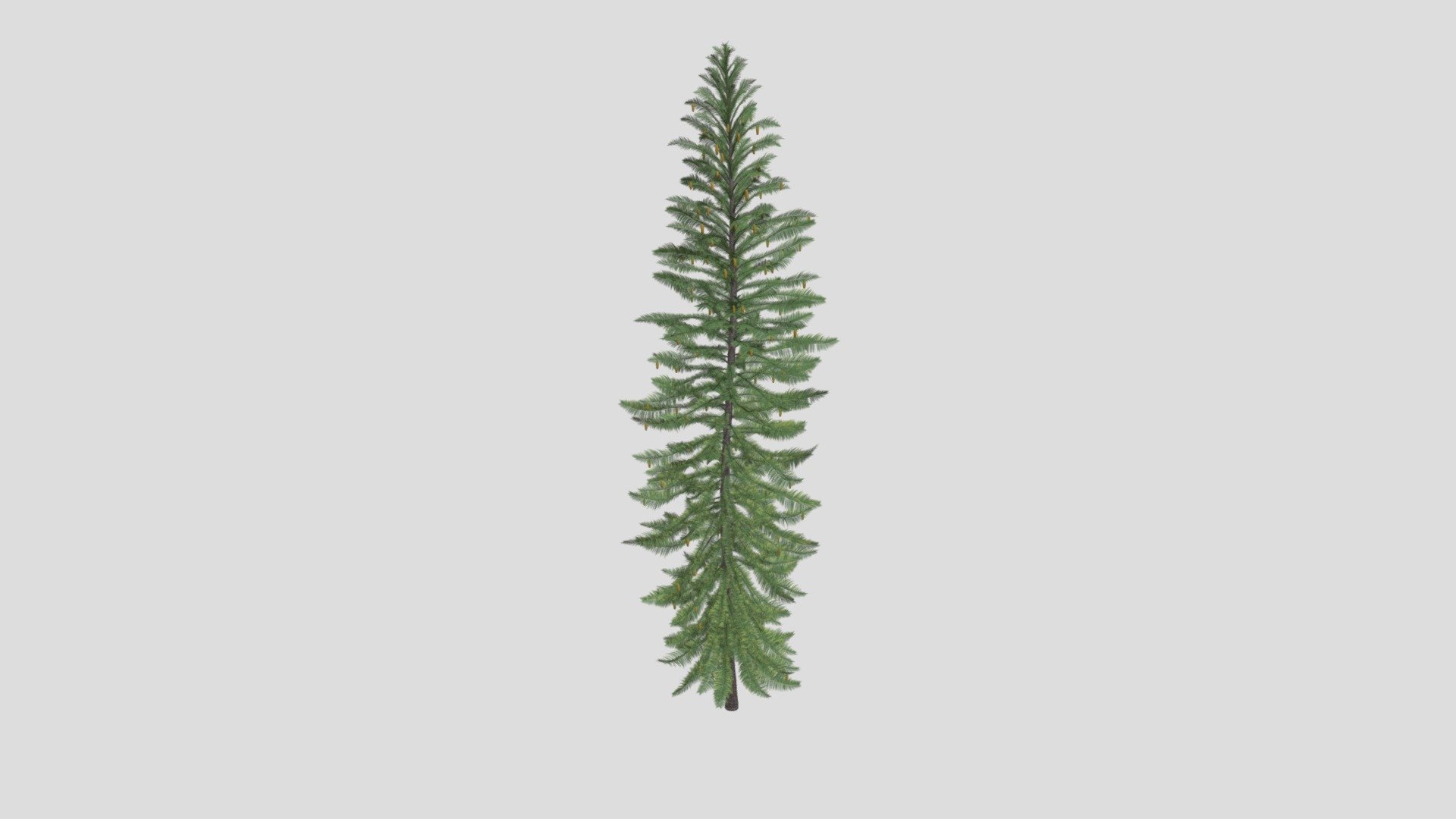 Wollemia nobilis 34 AM238 Archmodel - Buy Royalty Free 3D model by ...