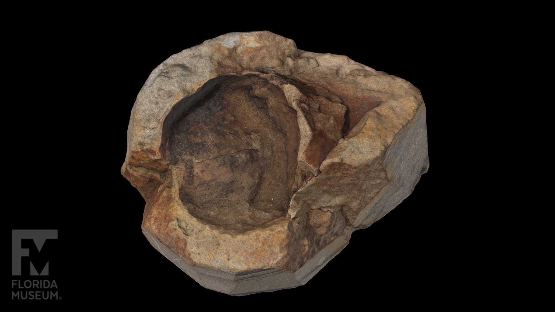 Fossil fruit (cupule) of unknown angiosperm - 3D model by FloridaMuseum ...