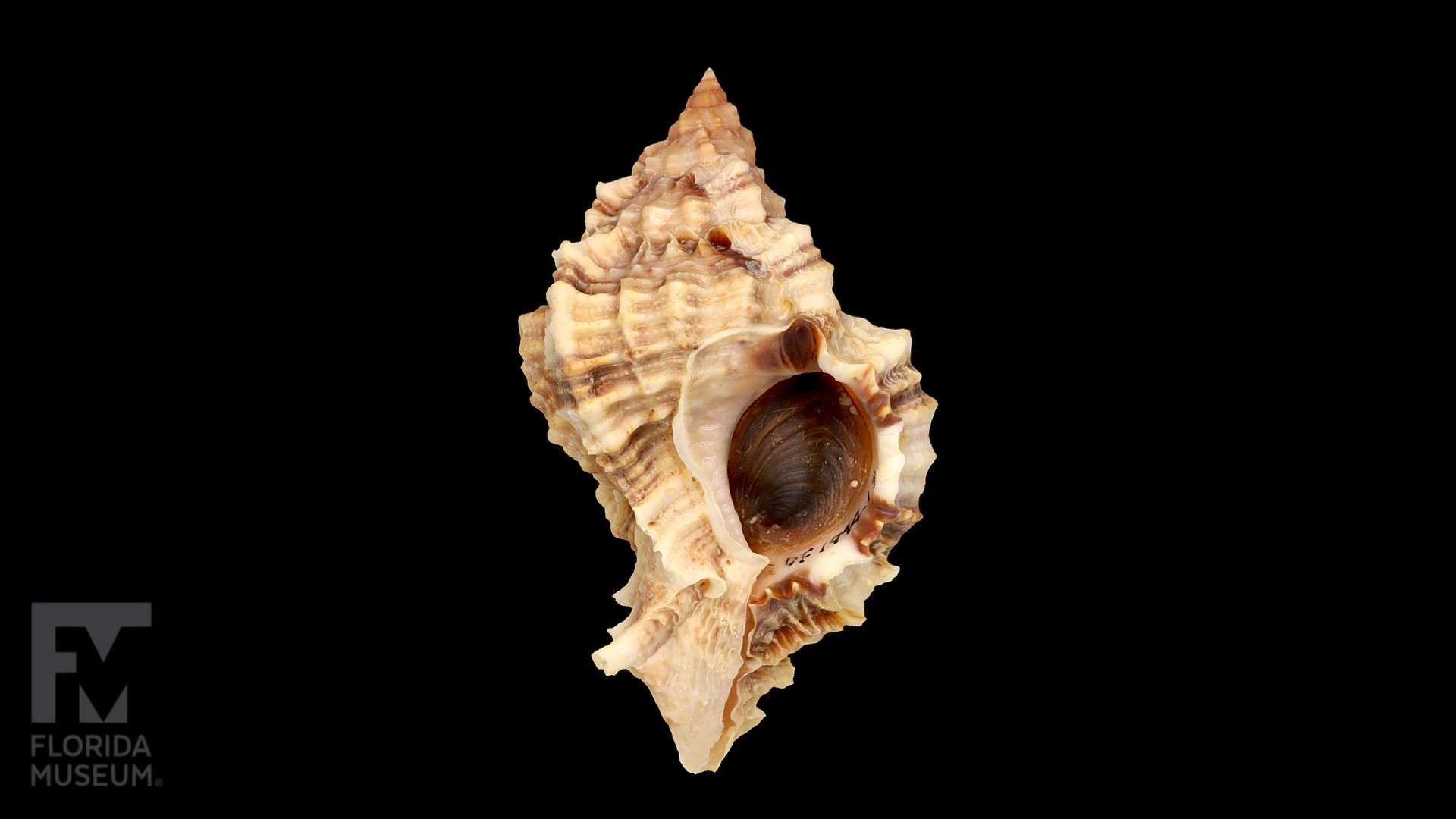 Apple murex sea snail - 3D model by FloridaMuseum [f2ef303] - Sketchfab