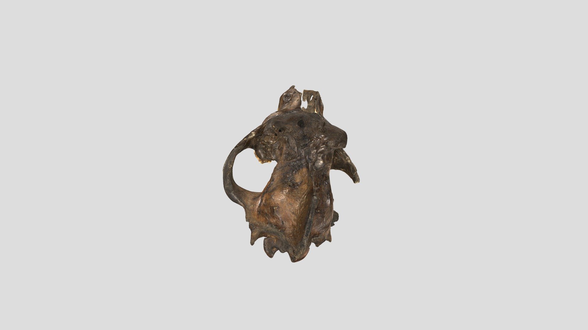 Fossil dire wolf (Canis dirus) skull - 3D model by Natural History ...