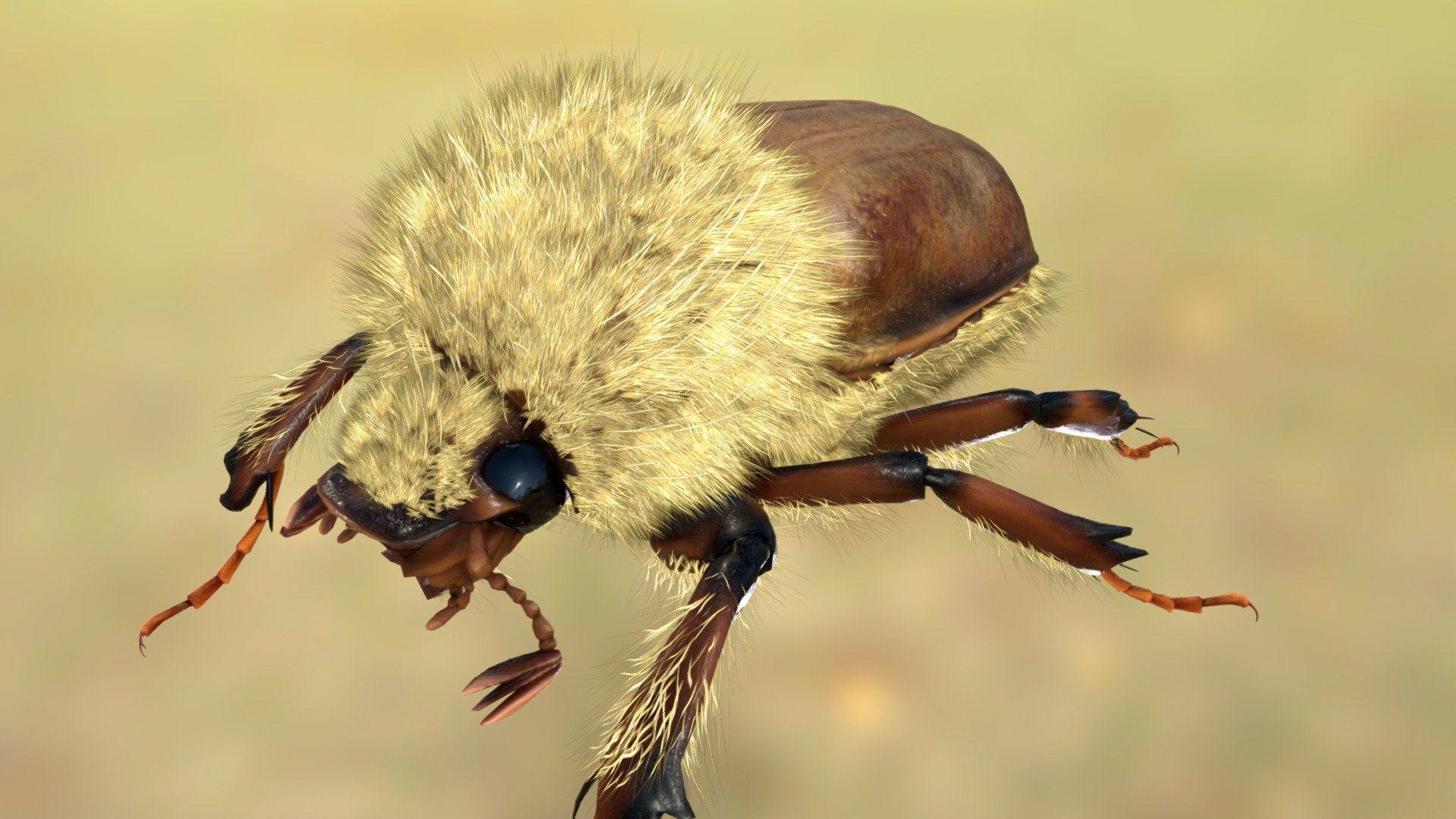 Sparrmannia alopex - 3D model by Boycraft [f2f133c] - Sketchfab