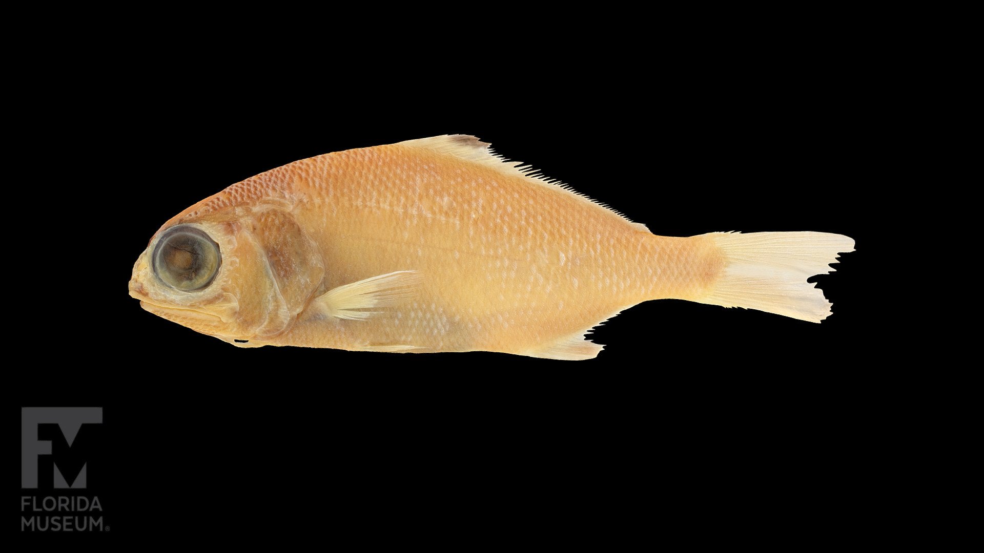 Atlantic Beardfish, Polymixiidae - 3D model by FloridaMuseum [f2f3a4c ...