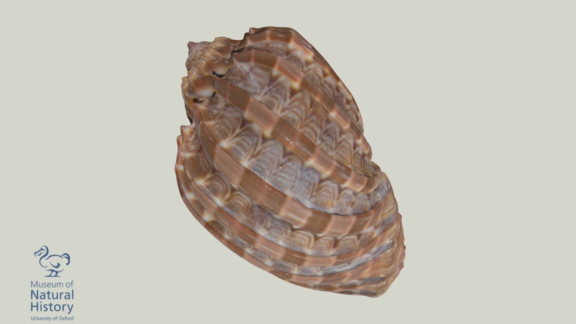 Large harp - 3D model by Oxford University Museum of Natural History ...