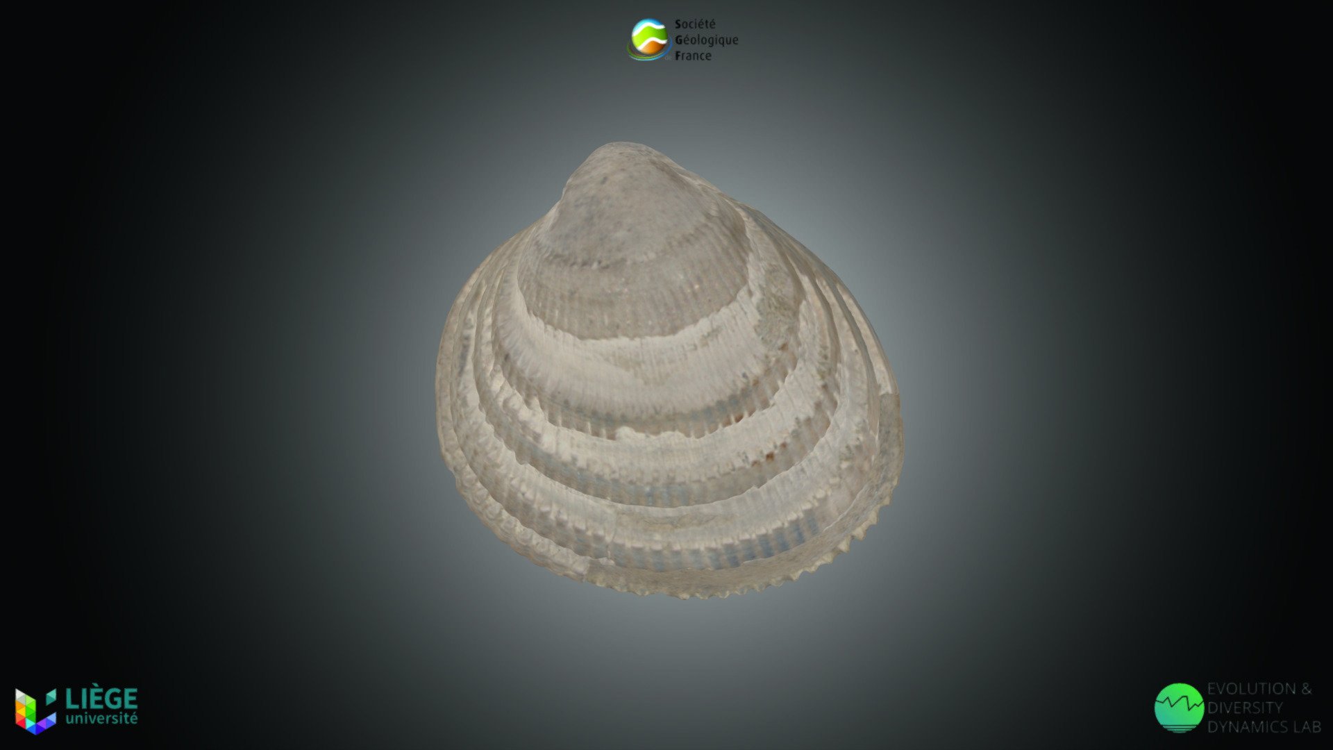 Bivalve - Laevicardium decoraticatum - Download Free 3D model by ...