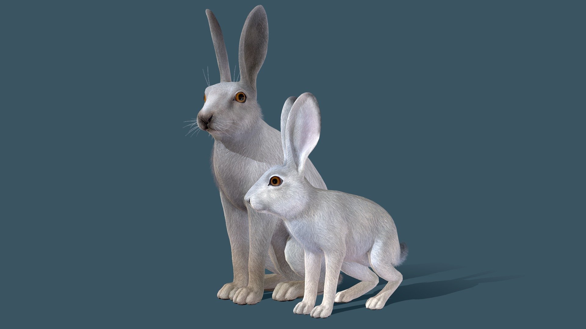 Hare Family - Buy Royalty Free 3D model by RedDeer (@billl90) [f2fcb07 ...