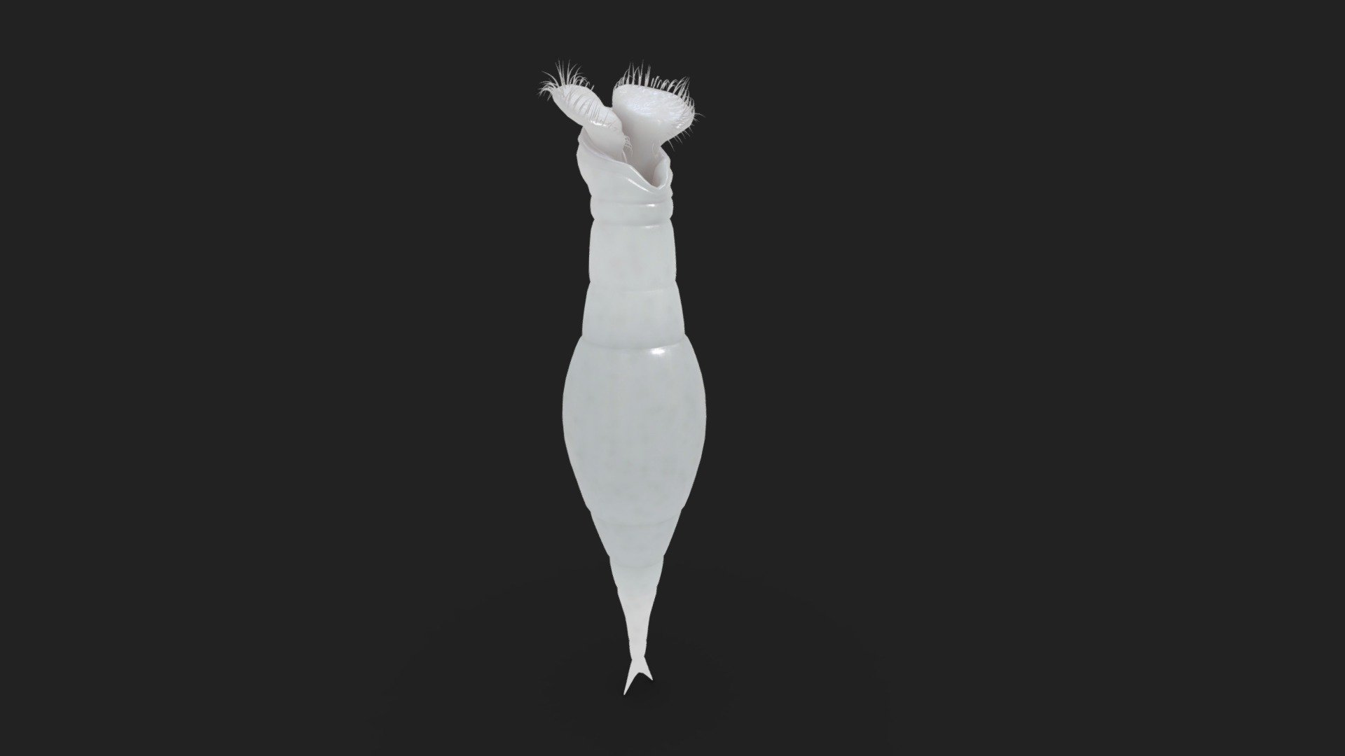 Rotifera - Download Free 3D model by .hapto GmbH (@.hapto) [f300e98 ...