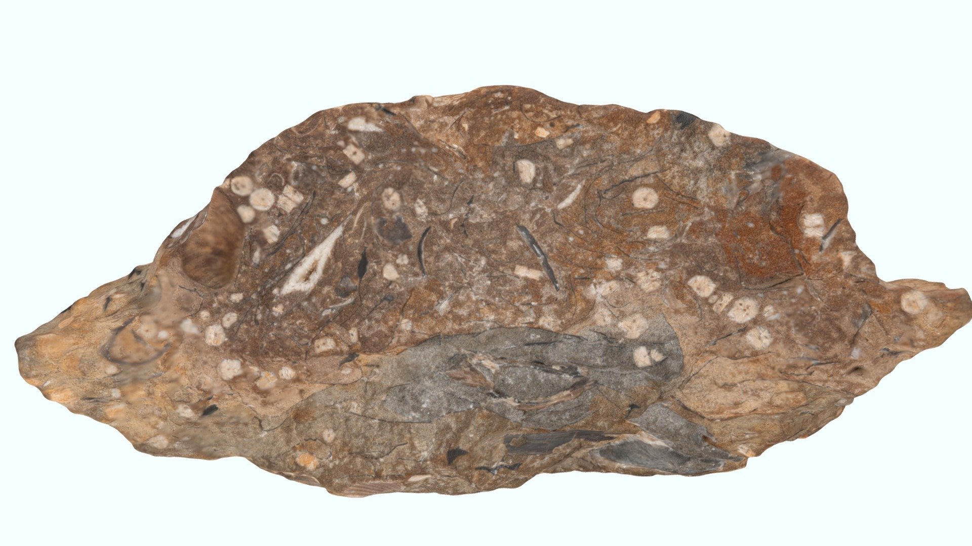 Calcaire bioclastique - 3D model by Ecole Nationale Supérieure de ...