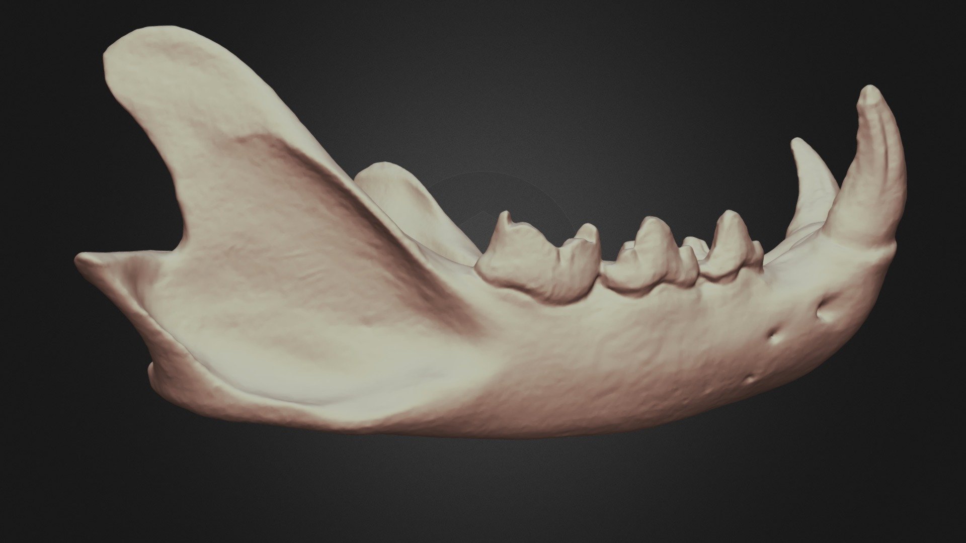 Lynx canadensis (Canada Lynx) Mandible - 3D model by Lakehead ...