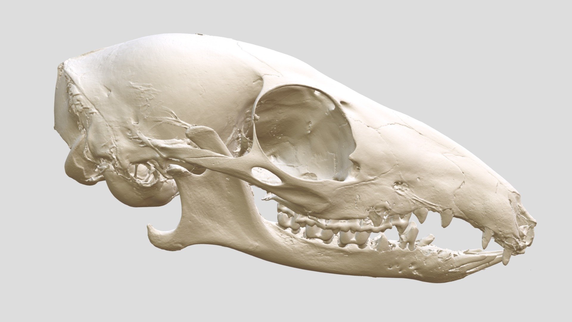 Tupaia belangeri (MSB:Mamm:141251) - 3D model by Biodiversity [f309c3e ...