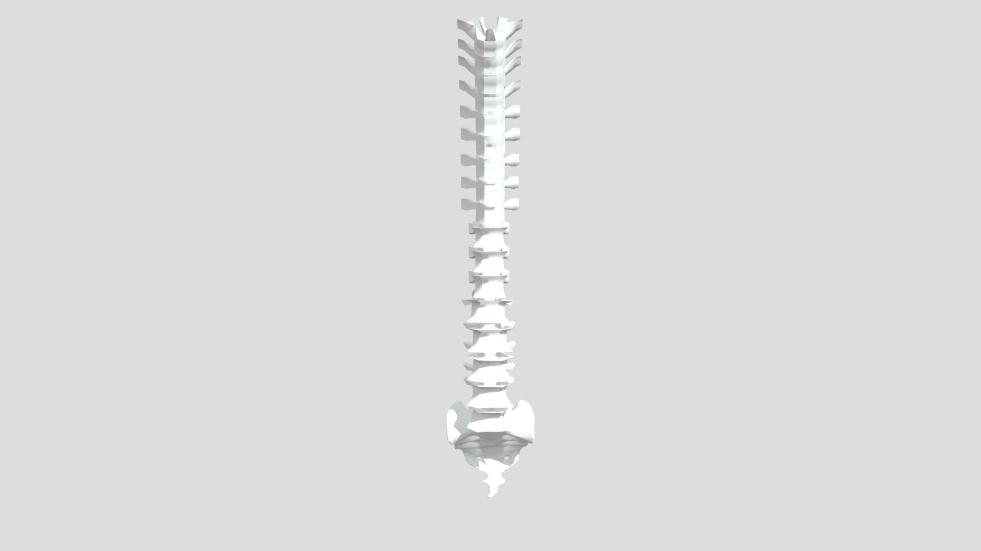 Vertebral Column Model - 3D model by sas4126 [f30befd] - Sketchfab