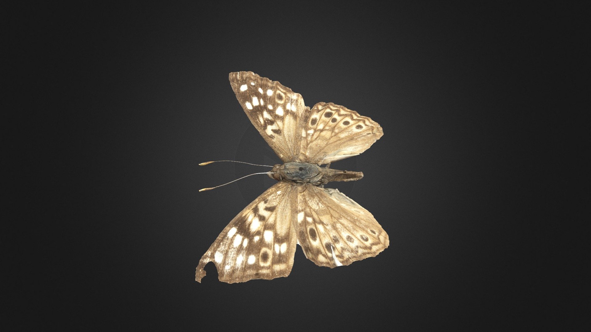 Hackberrry Emperor Butterfly - 3D model by University Libraries at ...