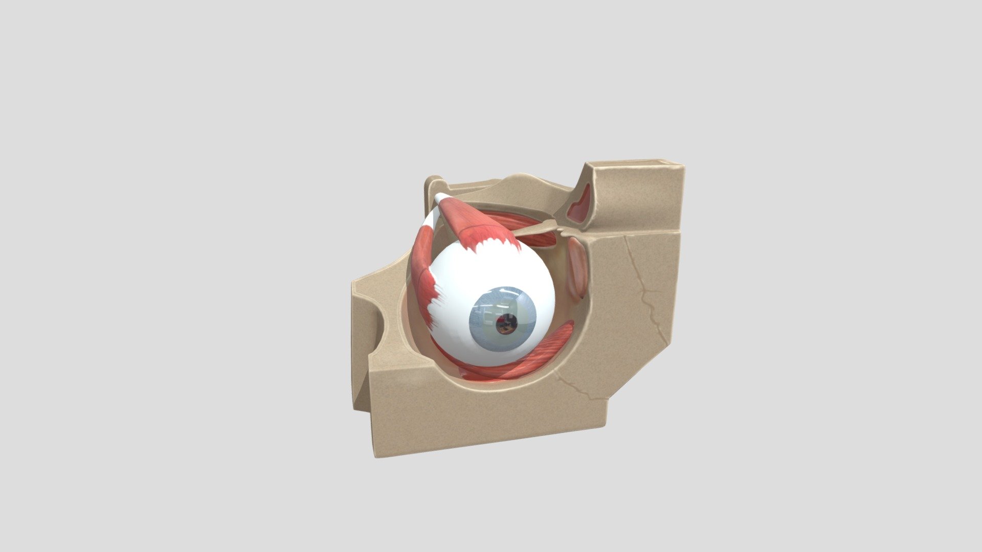 Bagian-bagian mata - Download Free 3D model by riniramadhani [f311801 ...