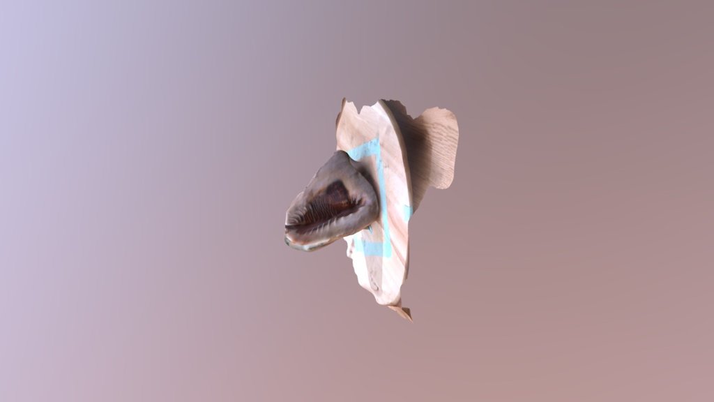 Shell - Download Free 3D model by gosergiogo [f319ddd] - Sketchfab