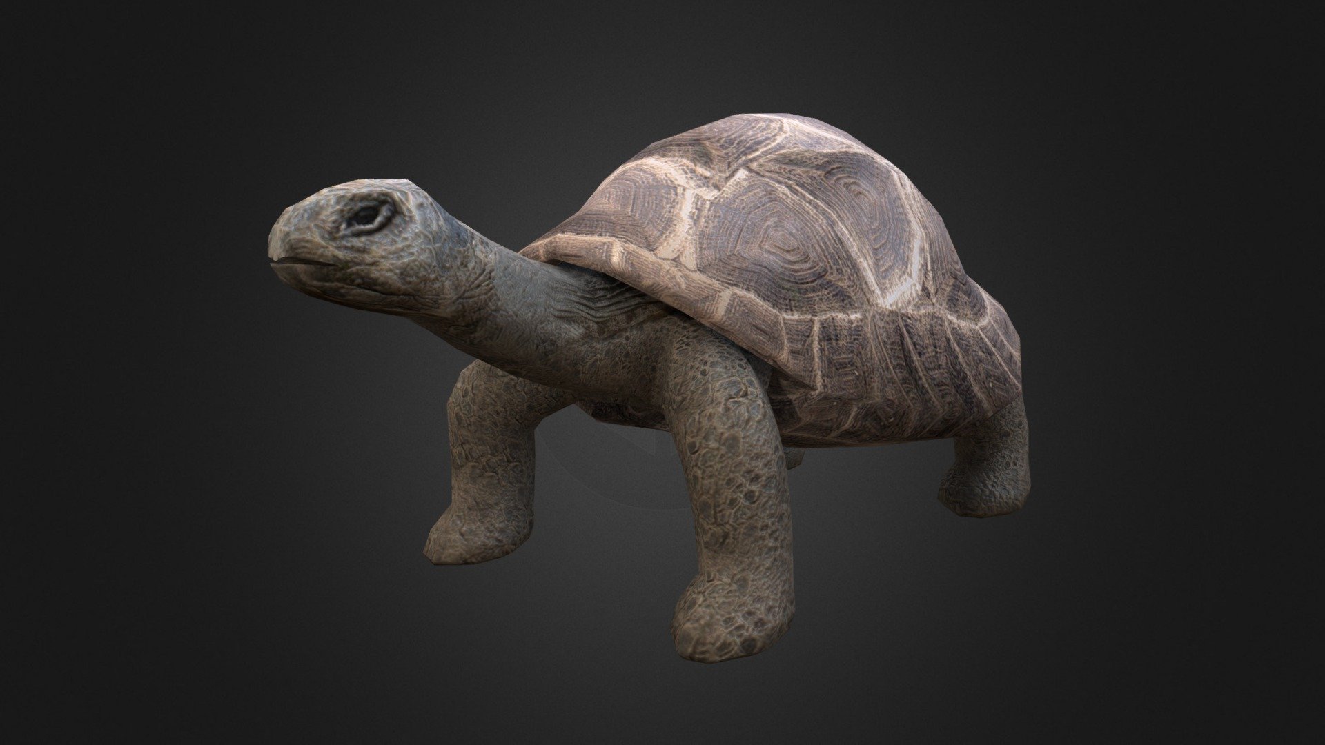 Giant tortoise - 3D model by Ondřej Vališ (@throy) [f31c22a] - Sketchfab