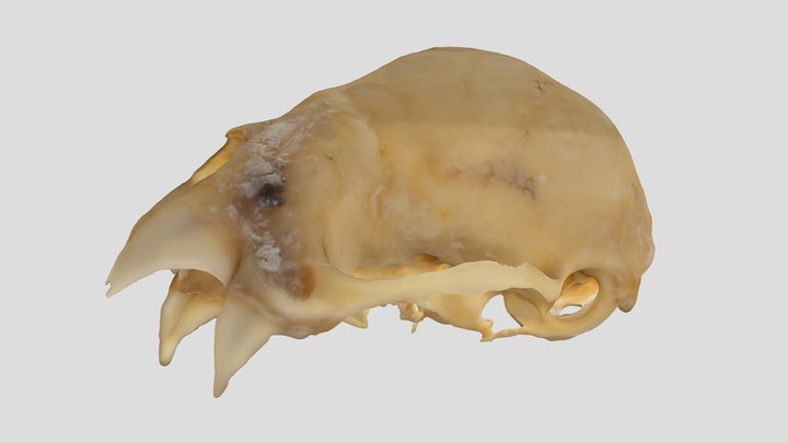 Vampirebat 3D models - Sketchfab