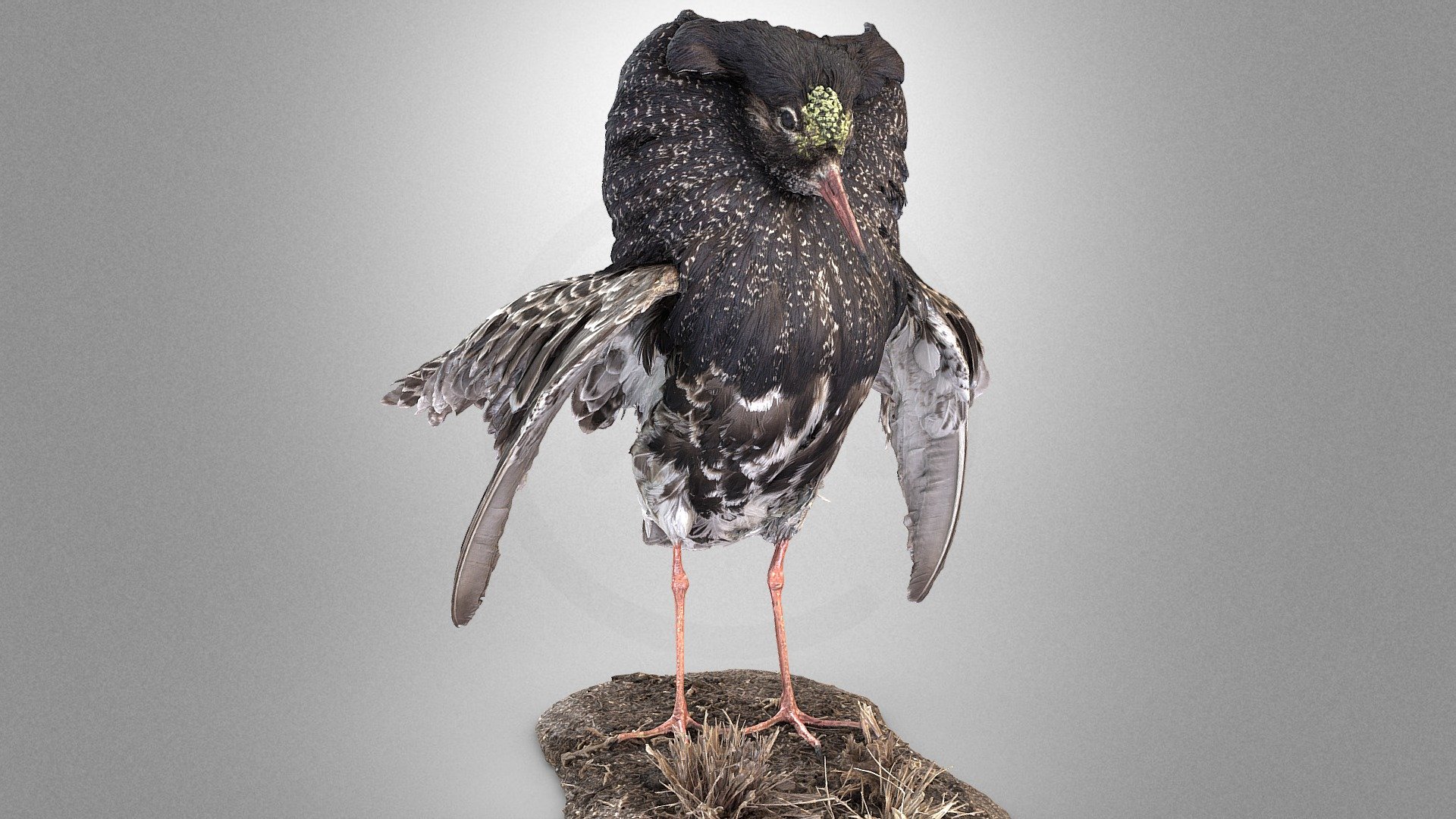 Ruff in breeding plumage - Download Free 3D model by Virtual Museums of ...