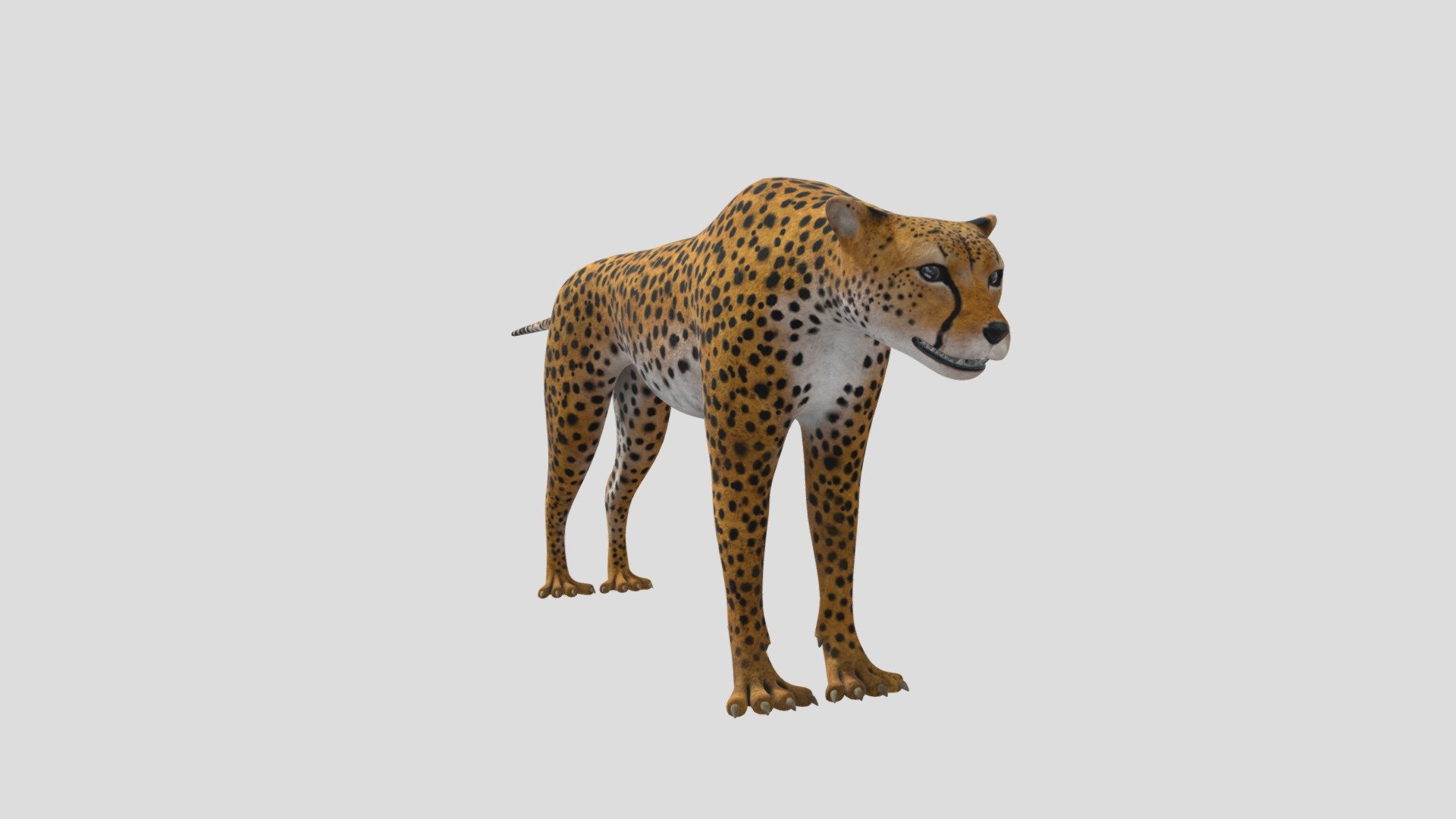 cheetah - Download Free 3D model by Nithin (@nithinpethiyagoda ...