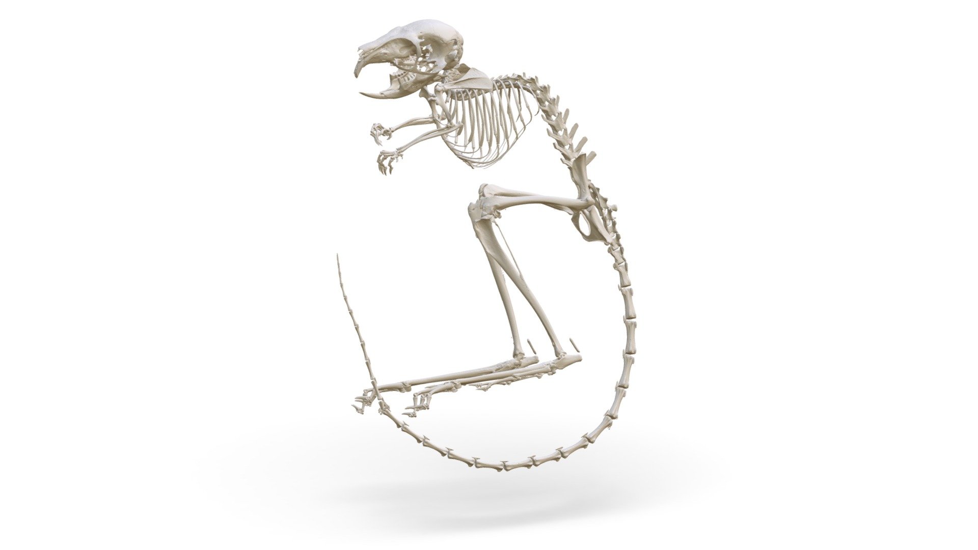 Allactaga balikunika (MSB:Mamm:227163) - 3D model by Biodiversity ...