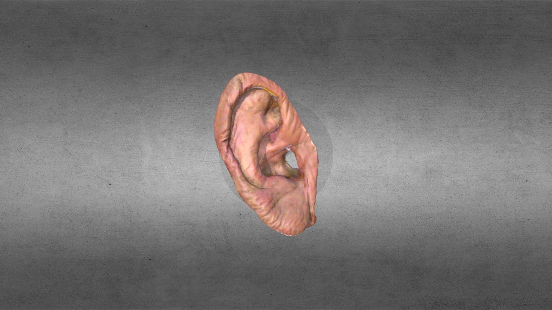 Oreja / Ear - Buy Royalty Free 3D model by Anatomía Humana 3D (@Gonzalo ...
