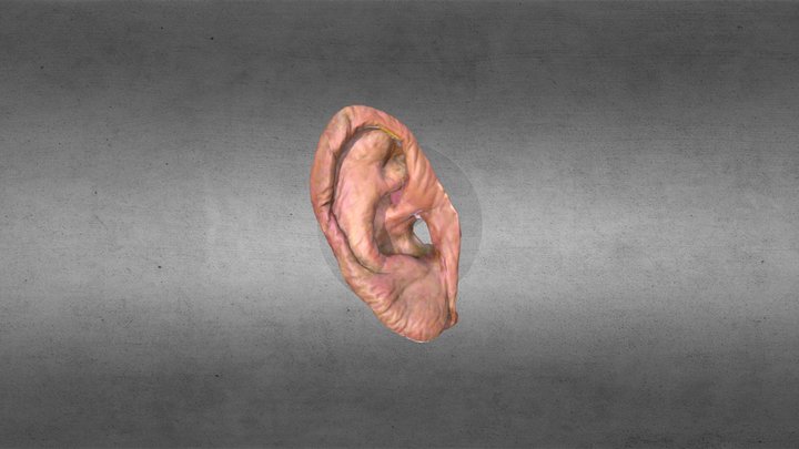 Oreja 3D models - Sketchfab