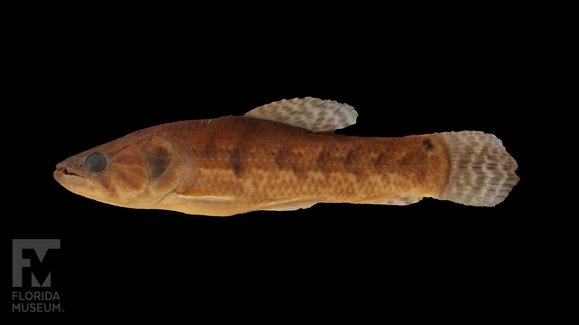 Wolf fish, Erythrinidae - 3D model by FloridaMuseum [f331b01] - Sketchfab