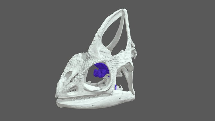Chameleon 3D models - Sketchfab