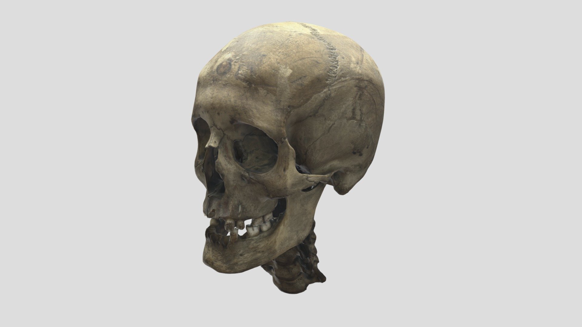 Crâne d'Homme (Homo sapiens) - 3D model by JChanteloupUPS [f33c298 ...