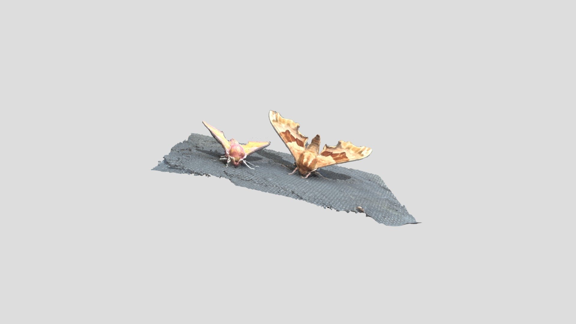Small Elephant Hawk moth and Lime Hawk moth - 3D model by philcutt [f341f31] - Sketchfab