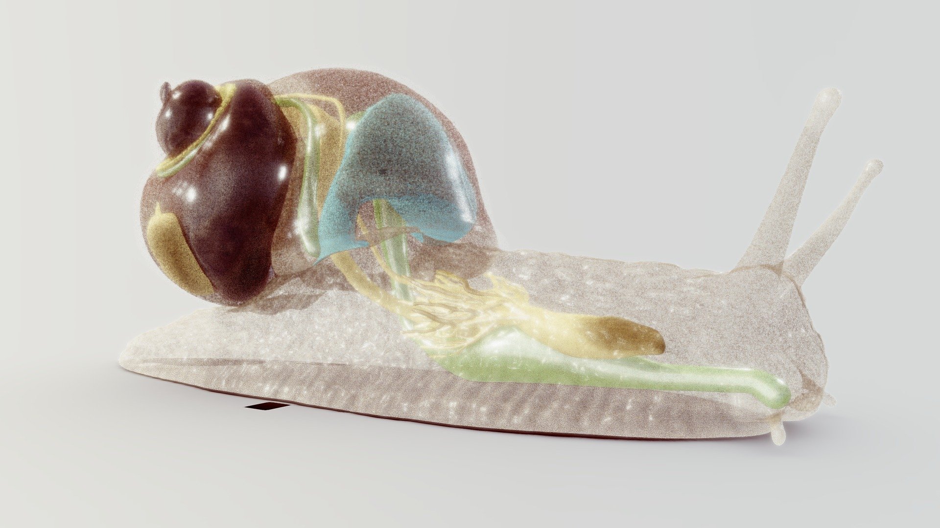 Helix pomatia - added digestive gland and tract - 3D model by Mieke ...