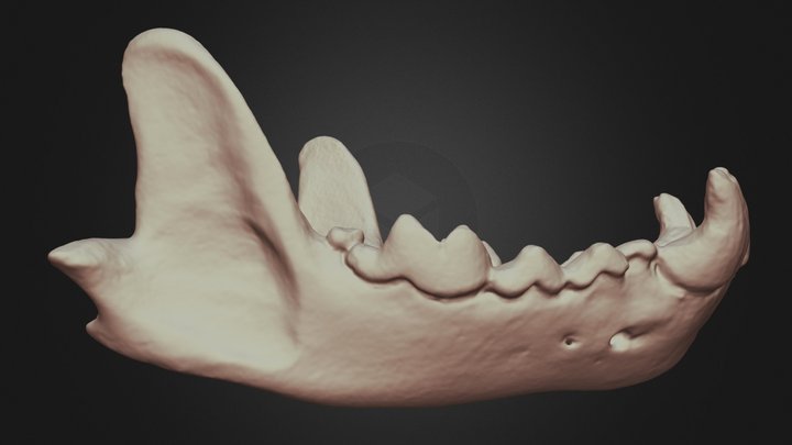 Gulo 3D models - Sketchfab