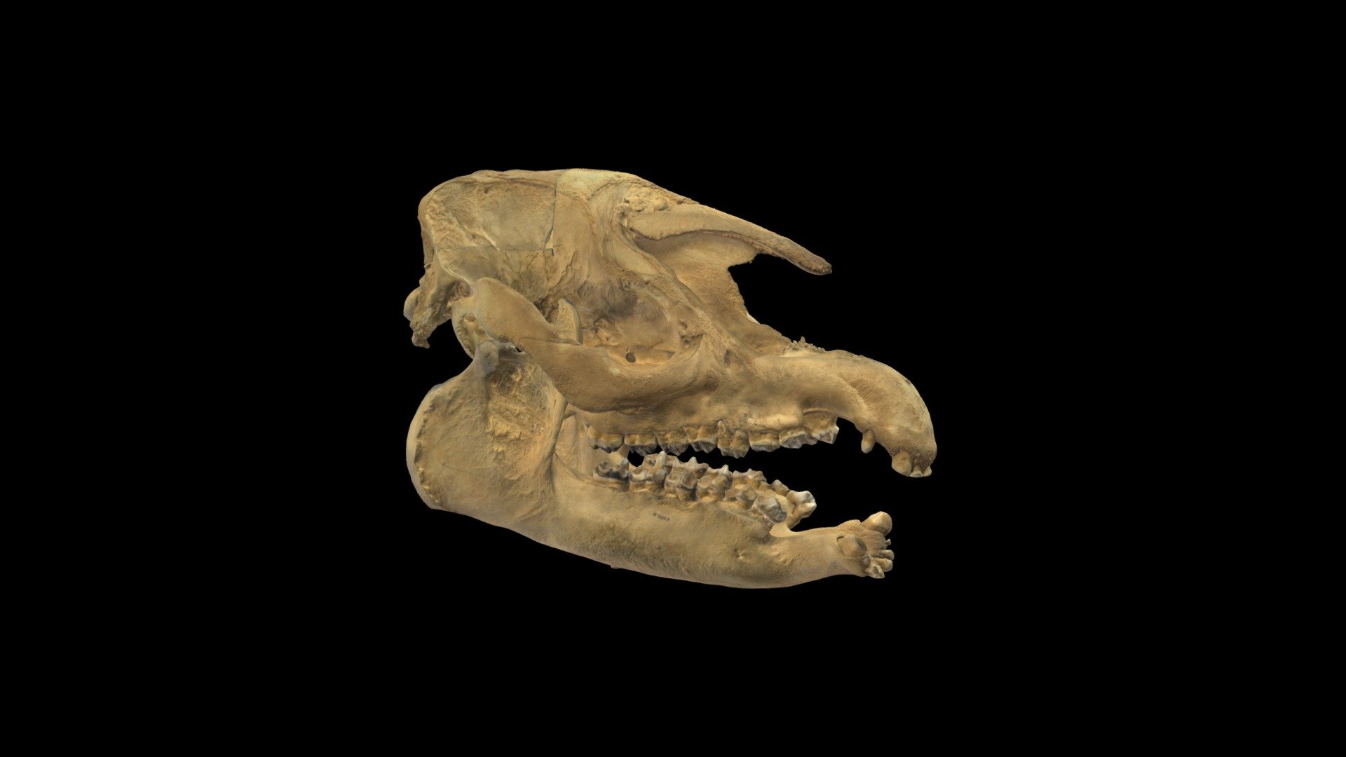 Indian Tapir Skull with Animated Skull Cap - 3D model by Blackburn Lab ...