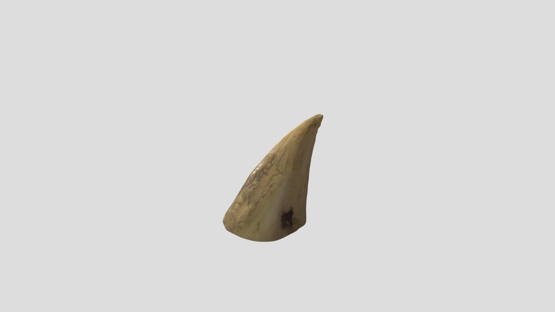 Whale Tooth Scan - Download Free 3D model by zack.ronald [f3526c8 ...