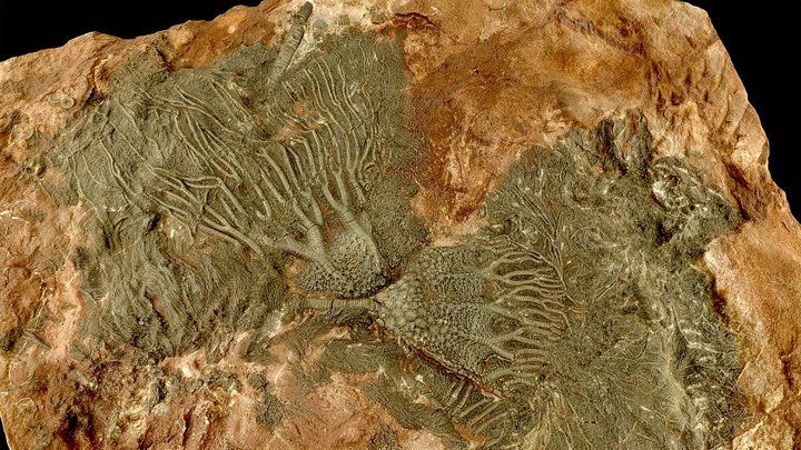 Crinoid 3D models - Sketchfab