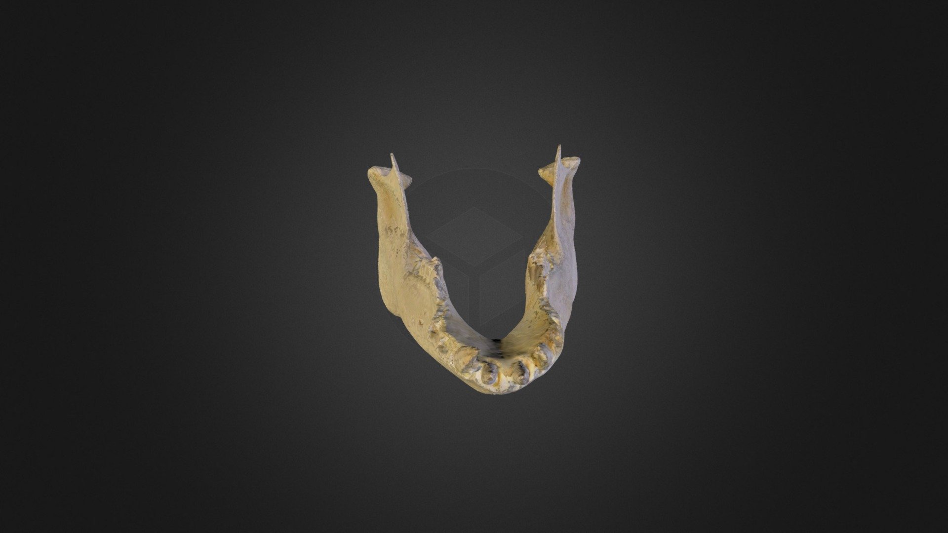 1221 Defleshed Pig Jaw - 3D model by Virtual Curation Laboratory @ VCU ...