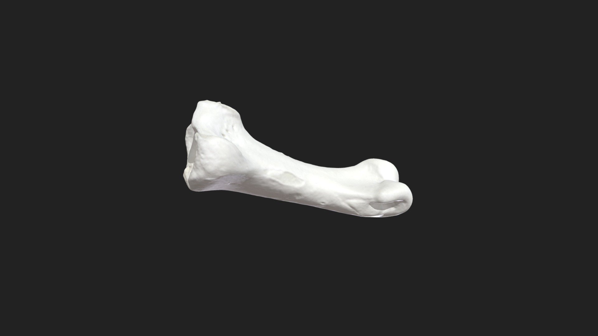 Phalanx proximalis digiti III. chicken - 3D model by vetanatMunich ...