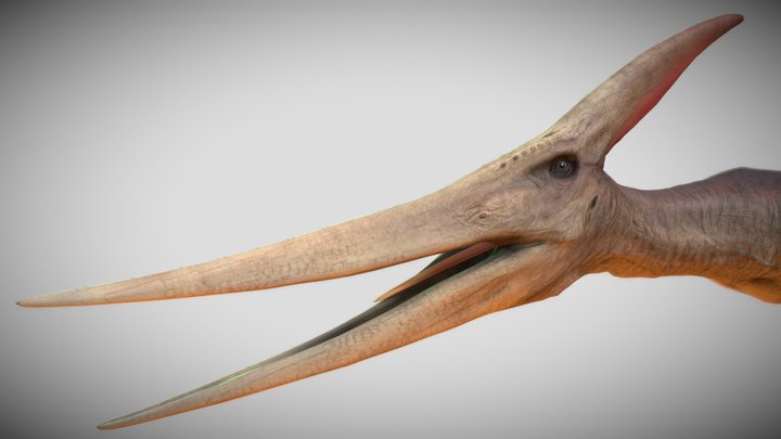 Pteranodon Pterodactyl Model