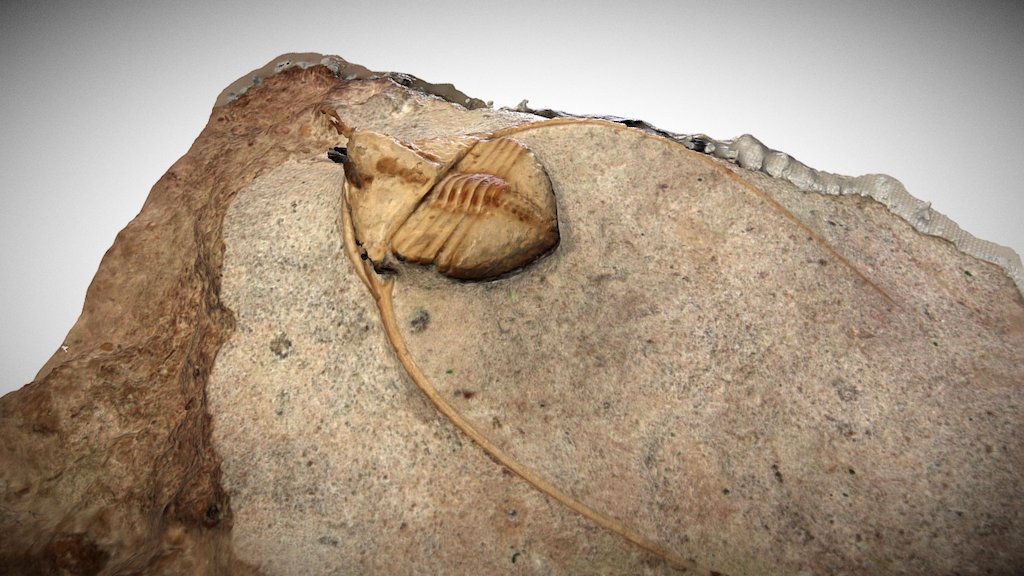 Fossil trilobite Lonchodomas volborthi - 3D model by Gaming Assets ...